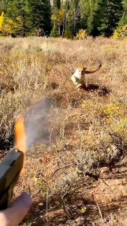 قط بري يهاجم راجل من الصين Youtube