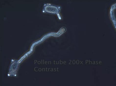 Pollen Germination Under Microscope Pptx