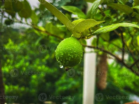 Lime Tree With Green Leaves In General Limes Are Round Centimeters Across And Contain