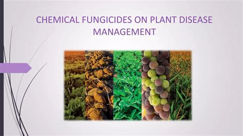 Chemical Fungicides On Plant Disease Management Pptx Gardening Home And Garden