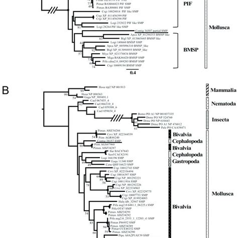 Phylogenetic Trees Of Selected Shell Matrix Proteins A The Maximum