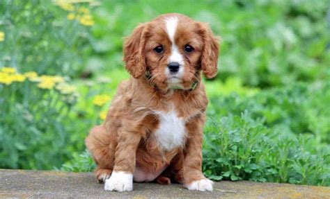 Cocker Spaniel Puppies For Sale Keystone Puppies
