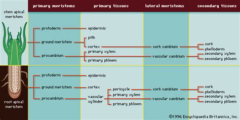 Protoderm Plant Tissue Britannica
