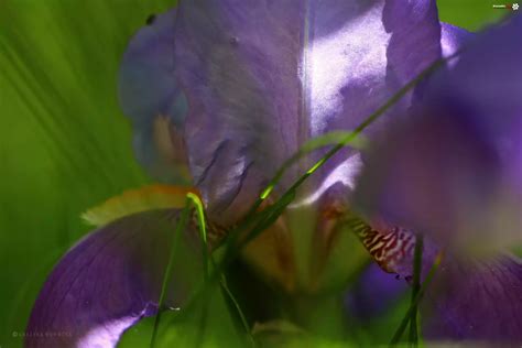 Irys Fioletowy Kwiat Zdj Cia
