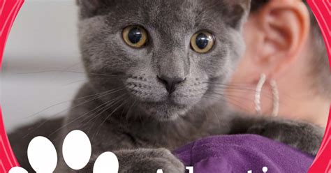Dane County Humane Society Adoption Event At Mounds Fitchburg