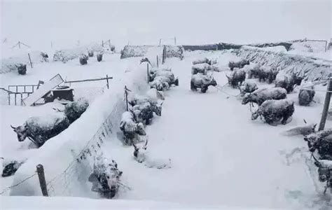雪灾是07年还是08年 百度经验