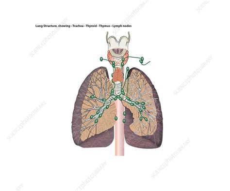 Lung Structure Section Stock Image C054 0630 Science Photo Library