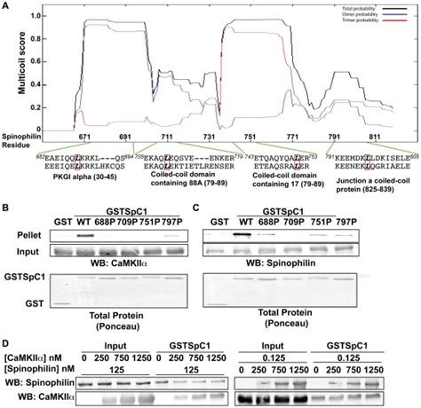 A The Multicoil Algorithm Was Used To Predict Coiled Coil Domain