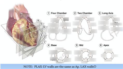 Lv Segmentation Diagram Quizlet