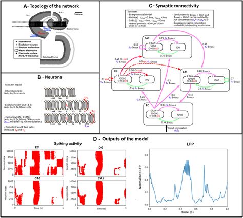A Topology Of The Entorhinal Cortex And The Hippocampus Used In The Download Scientific Diagram