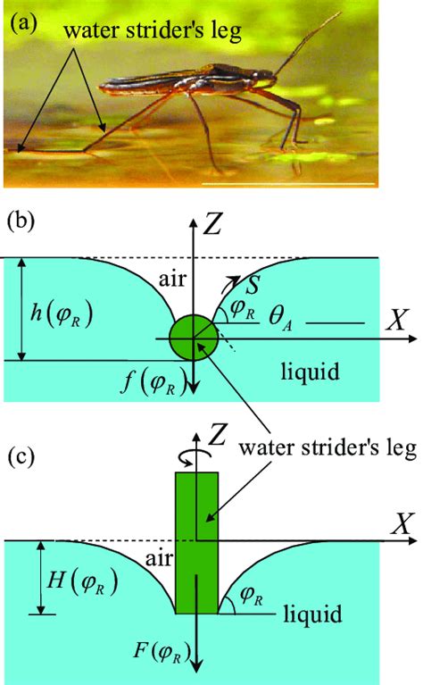 How Do Water Striders Walk On Water