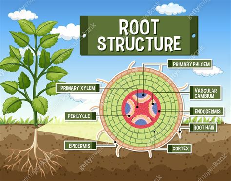 Internal Structure Of Root Diagram 이미지 1469873086 일러스트 무료 일러스트 게티이미지뱅크