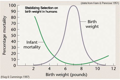 Stabilizing Selection Graph