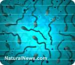 Wi Fi Radiation From Laptops May Cause Infertility In Men Naturalnews Com