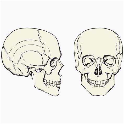 Premium Vector Human Skull