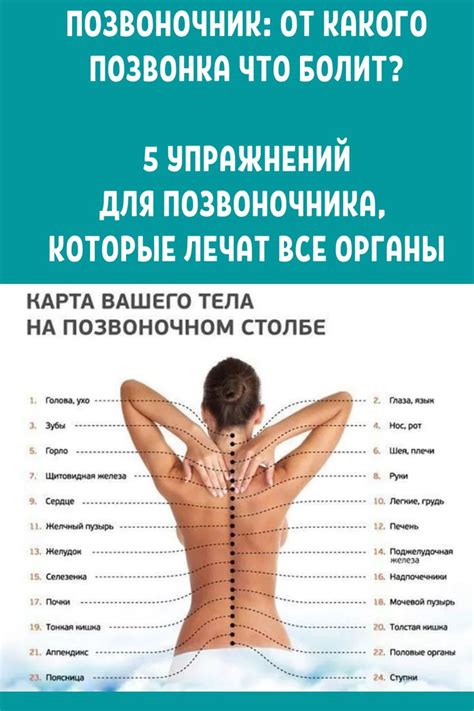 Позвоночник от какого позвонка что болит 5 упражнений для позвоночника которые лечат все органы