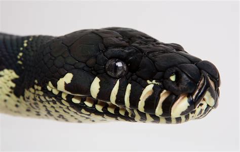 Somewhere Over The Rainbow Is A Boelens Python Featured Creature