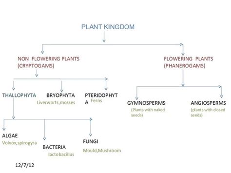 Botany Flashcards Quizlet
