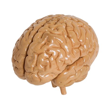 인간의 두뇌 3d 모델 인간 뇌 3d 모델 Png 일러스트 및 이미지 에 대한 무료 다운로드 Pngtree