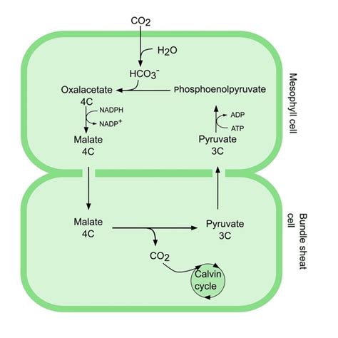 C4 Photosynthesis Cycle