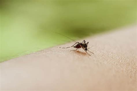 Do Mosquitoes Die When They Bite Terminix
