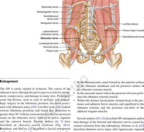 2 Anatomy Of The Pelvic Nerves Image By Springer 48 Obturator Nerve Download Scientific