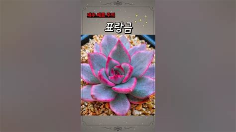 표랑금 에케베리아 예쁜다육 희귀식물 인기다육 다육이 다육식물 다육이라이브 다육화분 다육판매하는곳 다육 Succulent 물든다육 금다육 금다육이