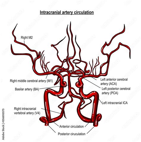 Posterior Cerebral Artery Anatomy