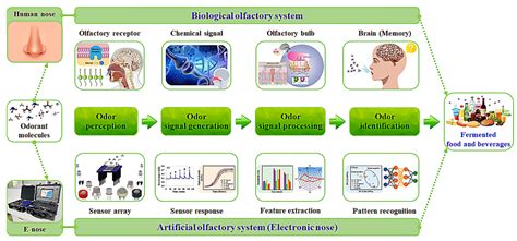 Robotics Five Senses Plus One—an Overview
