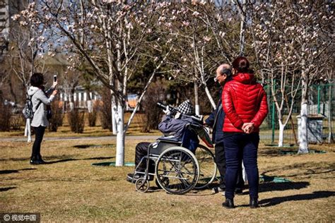 北京国际雕塑公园第十四届玉兰文化节点破银花玉雪香