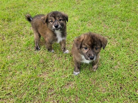 스피츠믹스반달 공주 강아지 책임분양 아이조아 유기방지입양 파양 강아지보호소 고양이보호소 무료분양센터