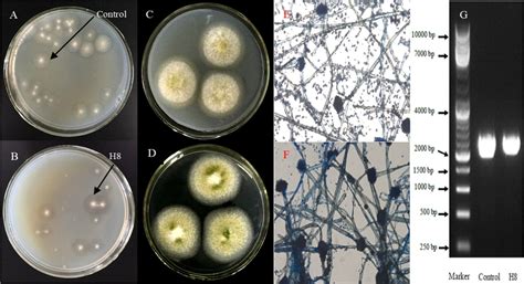 Aspergillus Oryzae Morphology