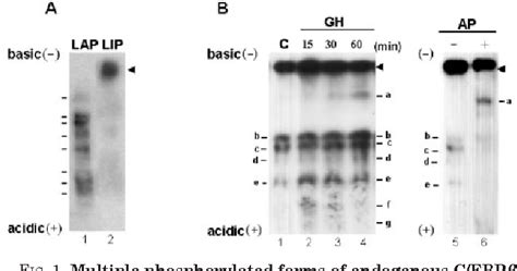Figure 1 From Dual Regulation Of Phosphorylation And Dephosphorylation Of C Ebpβ Modulate Its