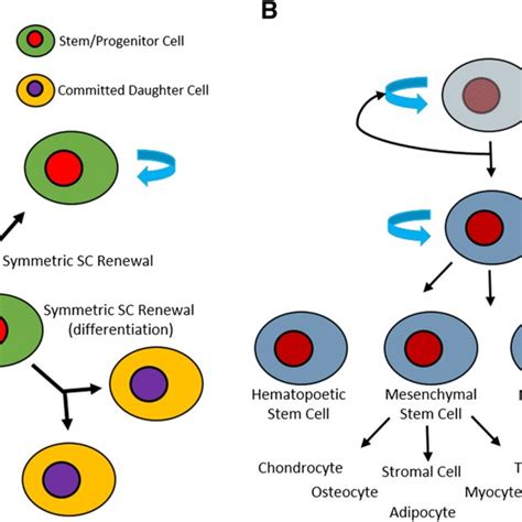 Stem Cell Division A Adult Stem Cells Are Capable Of Dividing Either
