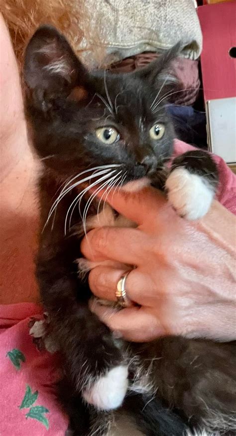 Kelly Ks Kitten Rescue