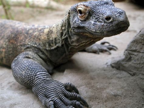 Varan De Compagnie