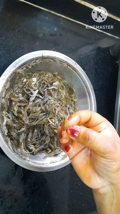 Jhinga Machali Or Marua Ka Roti Youtube