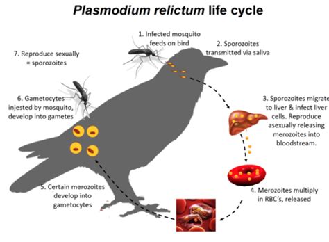 Ornithology Exam 3 Flashcards Quizlet