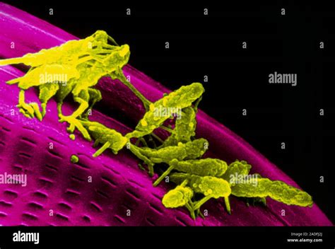 Fossilised Bacteria Coloured Scanning Electron Micrograph SEM Of A Type Of Fossilised