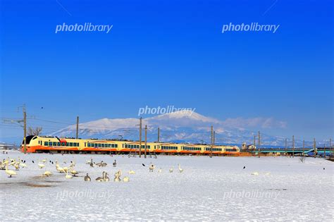 雪原の水田に白鳥 いなほe653系 鳥海山 写真素材 [ 6979450 ] フォトライブラリー Photolibrary