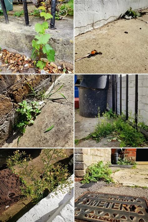 Phytogram Experiments In Weeds What Pushes Through 35mmc