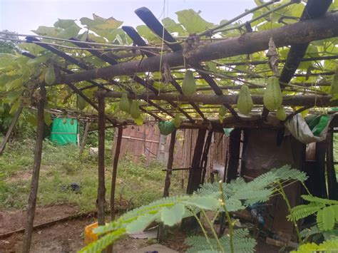 သံတောင်ကြီးမြို့တွင် ဂေါ်ရခါးသီးများ ခူးယူရောင်းချခြင်းဖြင့် မိသားစုအပိုဝင်ငွေရရှိ Information