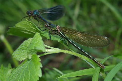 잠자리 곤충 자연 Pixabay의 무료 사진