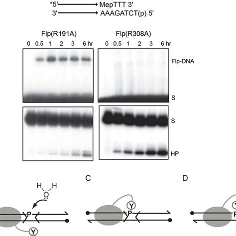 The Assembly Of The Flp Active Site In Trans A In The Shared Active