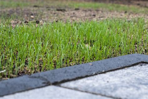 Fresh Green Spring Gras Closeup Lawn Grass Sprouting Sowing Crops And