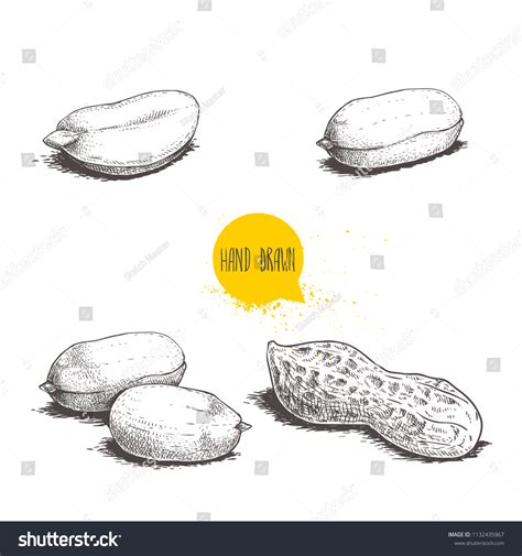 Peanuts Sketch Set Hand Drawn Retro Stock Vector Royalty Free