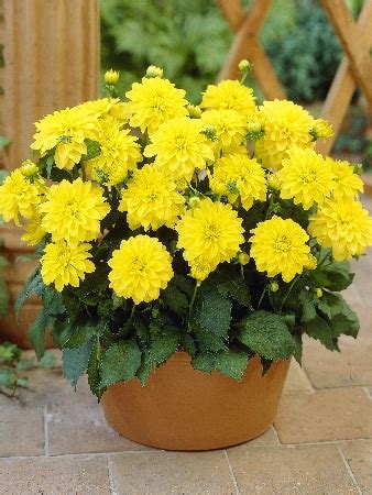 ГЭЛЛЕРИ ЧЕЗАННЕ