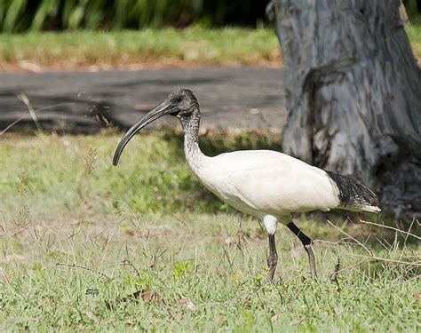 Australian White Ibis Threskiornis Molucca Pt Douglas5185 Flickr