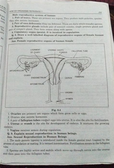 Draw A Well Labelled Diagram Of Reproductive Organs Of Female Human And E