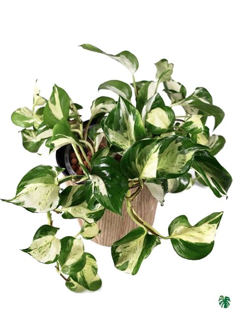 Buy Manjula Pothos Epipremnum Manjula Peppyflora®